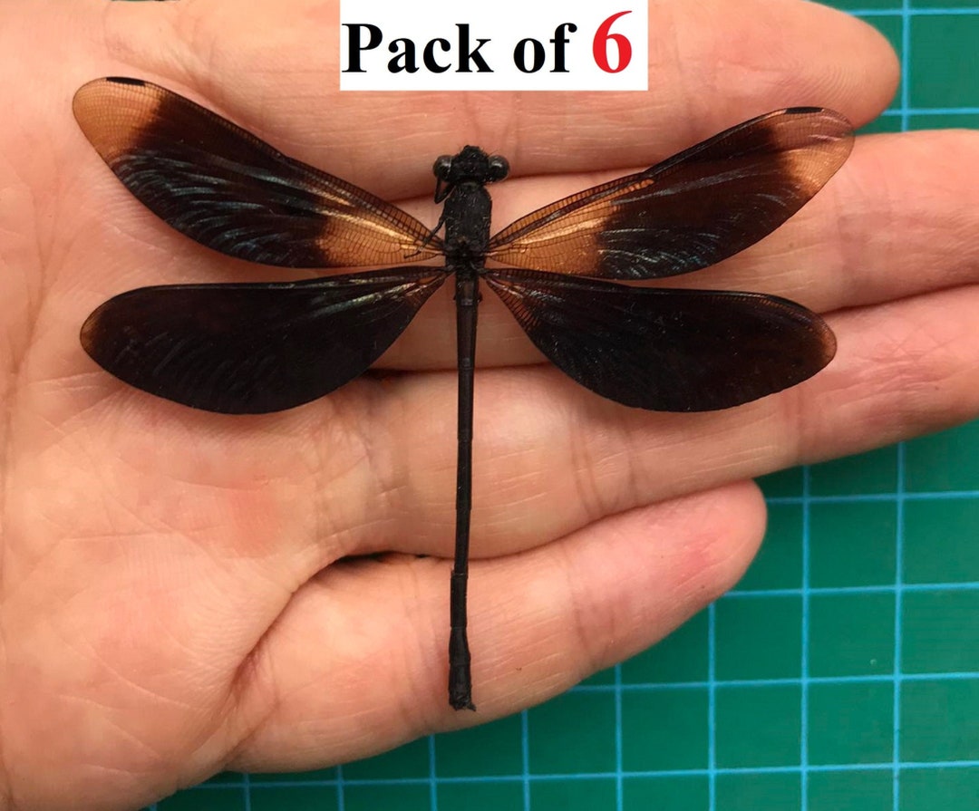 Pack 6 Real Black Dragonfly Insect Bugs Beetle Taxadermy Pinned Dried Insect Specimens Taxidermy ...