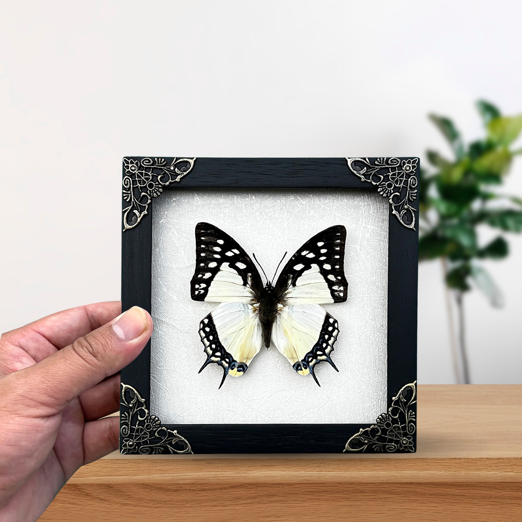 Real Framed Butterfly Handmade Shadow Box Insect Frame - Etsy