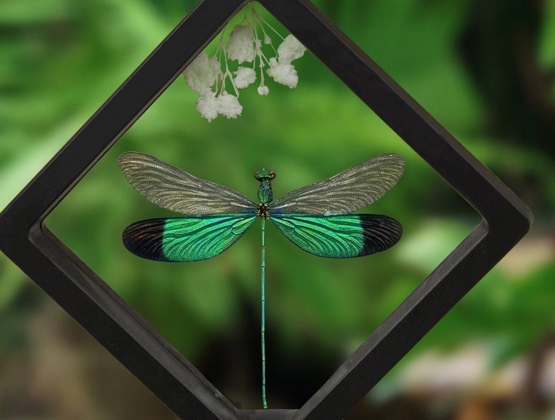 Framed Dragonfly Damselfly Taxidermy - Natural Home Artwork Decoration ...