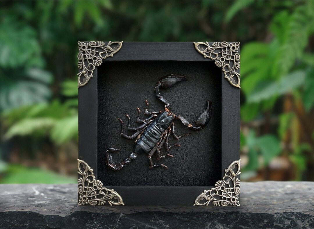 Father's Day Gift Idea, Scorpion Frame Preserved, Entomology Gift ...