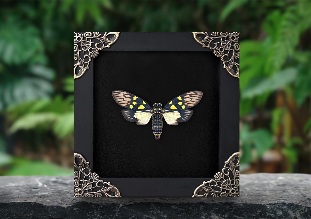 Frame Cicada Artwork Entomology Creepy Collection Framed Insect Bug ...