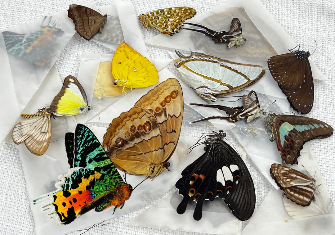 10 Real Butterflies Assorted Folded Butterfly Dried Specimen Pinned ...