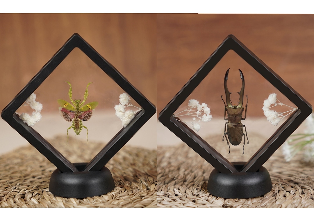 Reading Room Bookshelf Floral Odd Decor- Pack 2 Praying Mantis Horned ...