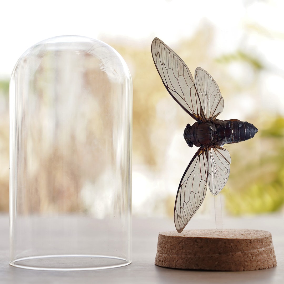 Real Cicada Cicadoidea Insect Dome Bug Taxidermy Bell Jar Display Dried ...
