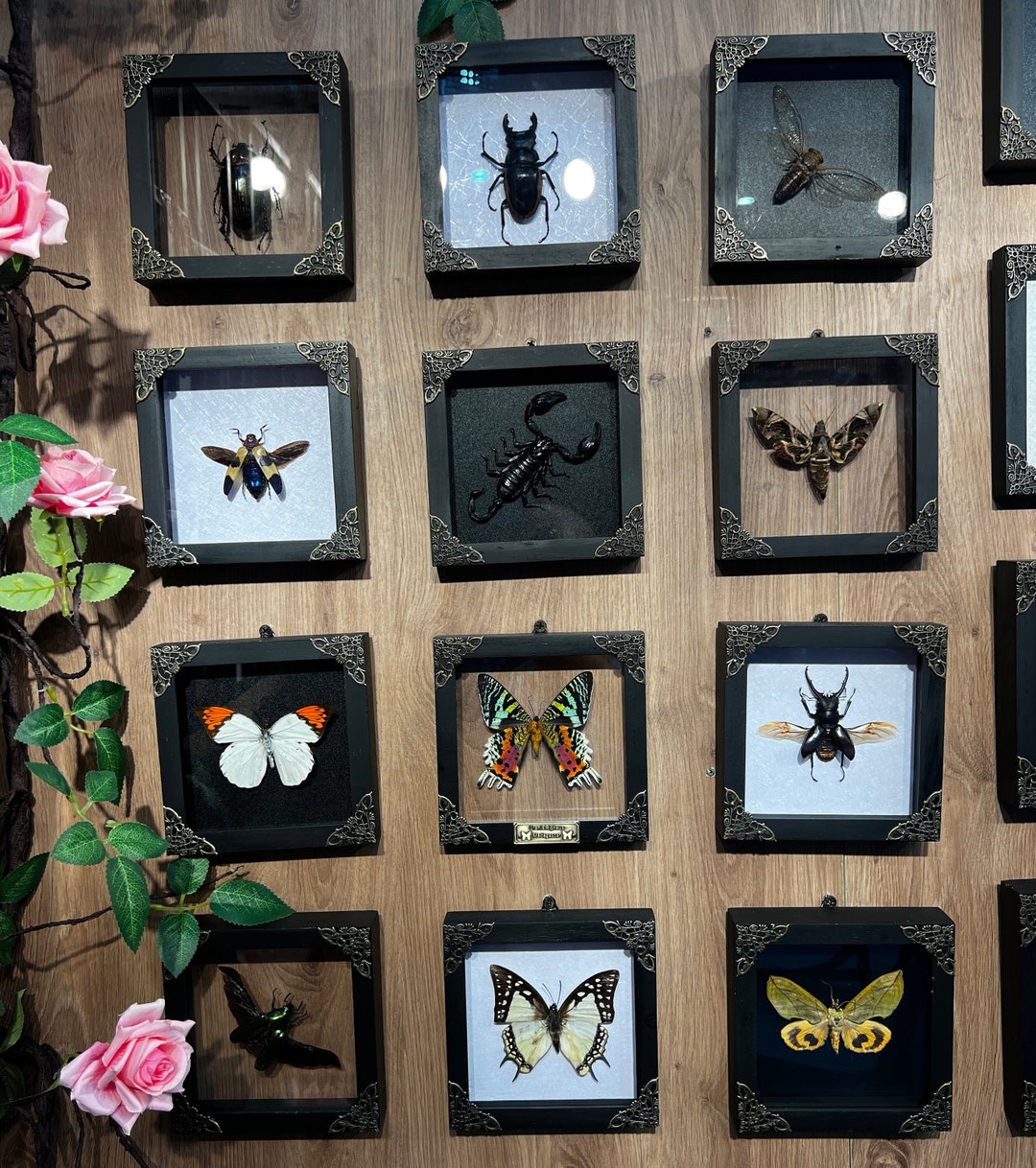 Insect Collection Christmas Decor Gallery Butterfly Beetle Cicada Bug ...