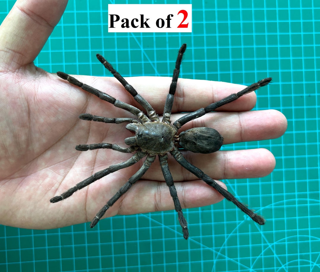 Pack 2 Real Tarantula Spiders Taxadermy Pinned Dried Insect Specimens ...