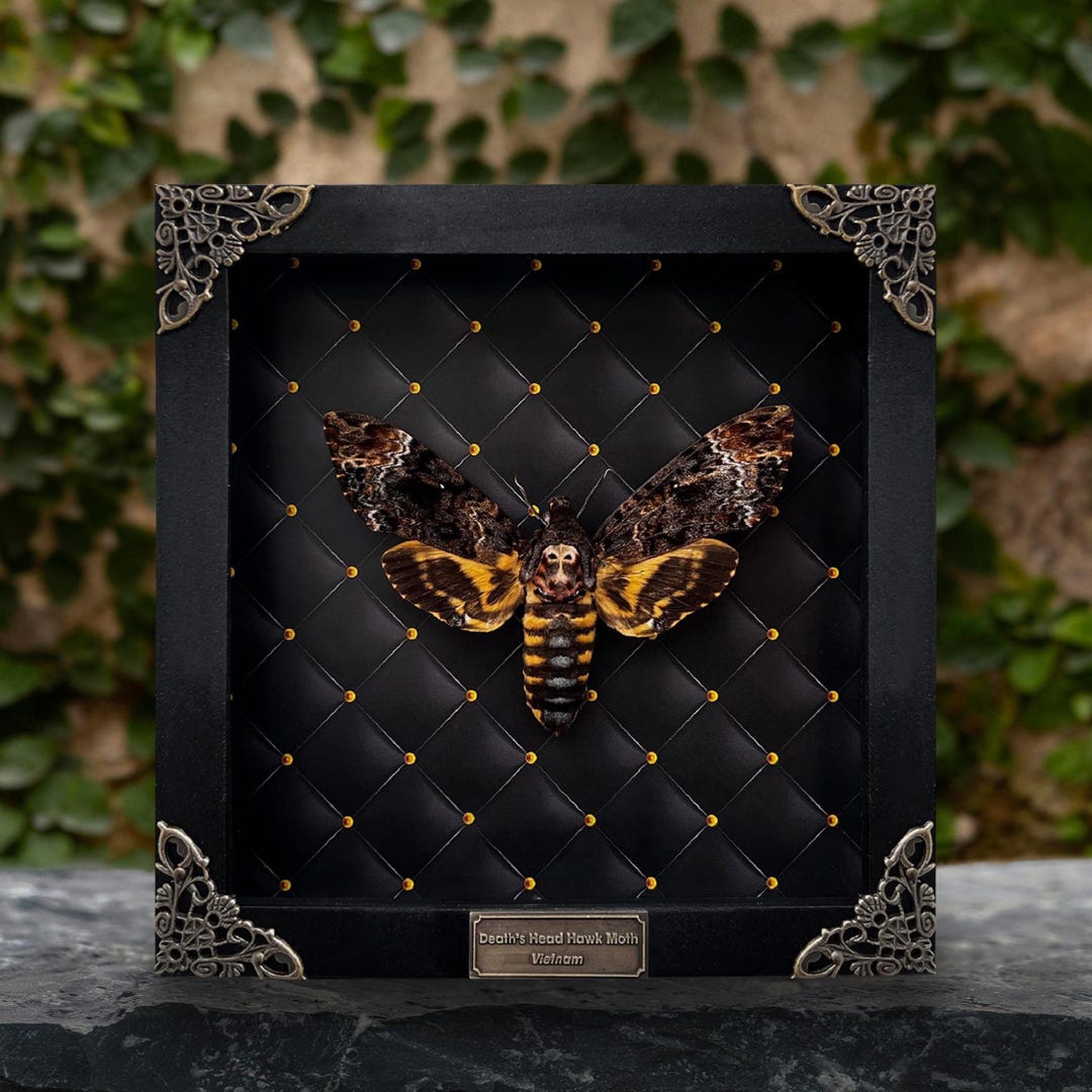 Witchy Home Decor Mounted Death Head Moth Acherontia Frame Pinned ...