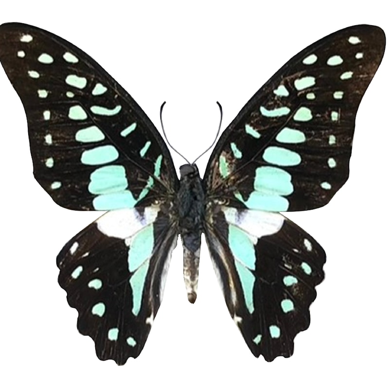 Real Butterfly Wing - Etsy