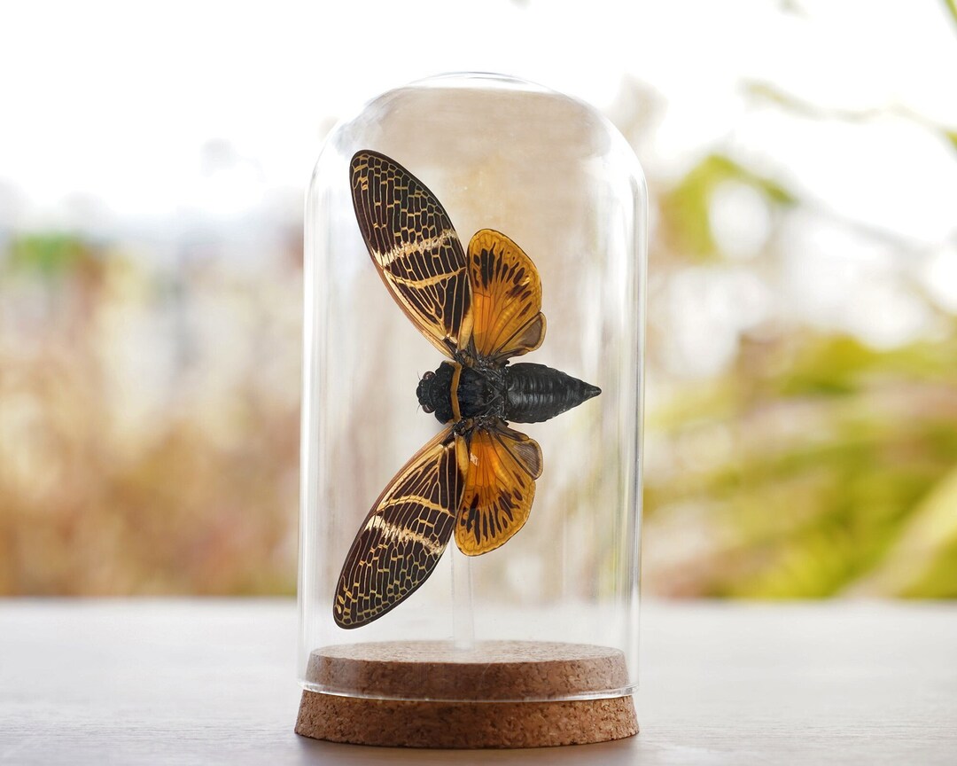Real Cicada Cicadoidea Insect Dome Bug Taxidermy Bell Jar Display Dried ...