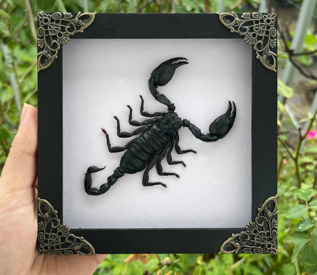 Real Scorpion Taxedermy Frame Shadow Box Gothic Artwork Table Top Decor ...