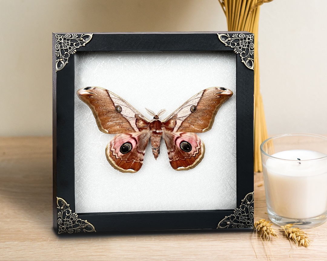 Real Framed Butterfly Moth Shadow Box Insect Frame Dried - Etsy