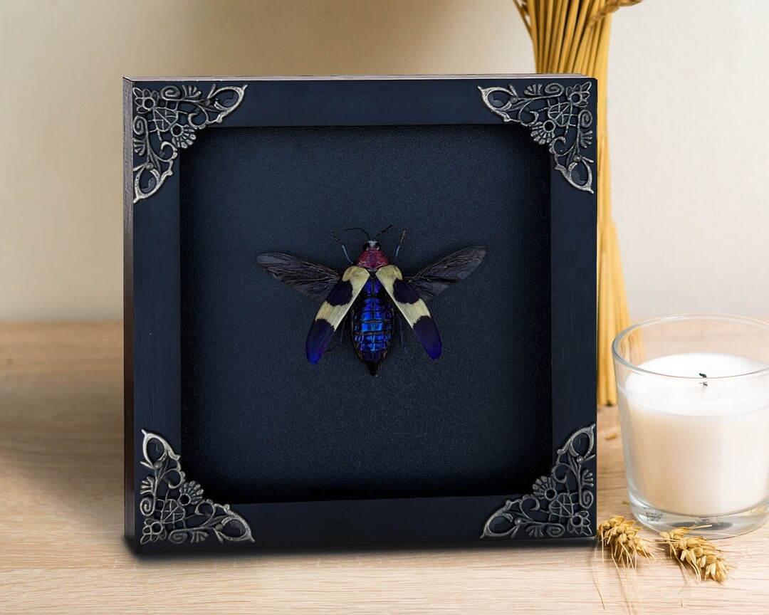 Real Framed Beetle Bug Insect Taxidermy Shadow Box Red - Etsy