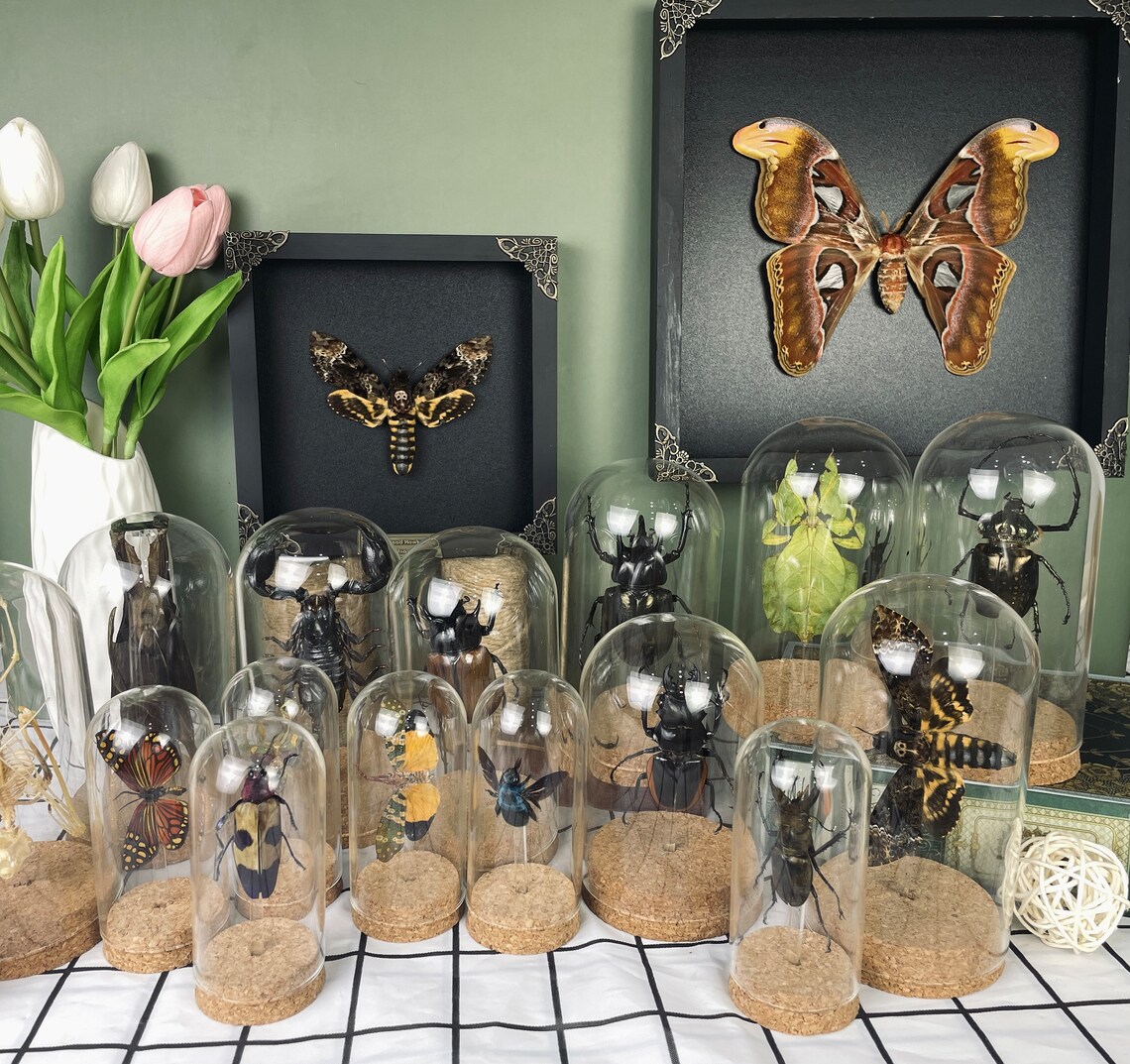 2 Real Cicada Carpenter Bee Glass Dome Insect Taxidermy Bell Jar ...
