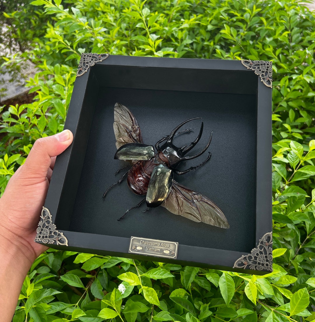 Real Giant Atlas Beetle Insect Framed Dead Bug Oddities Curiosities ...