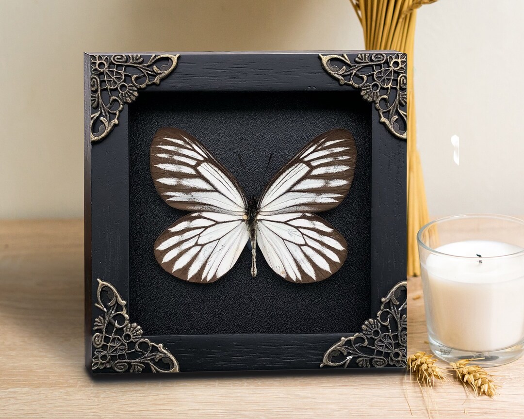 Butterfly Entomology Display, Vintage Artwork Frame Insect Beetle Bug ...
