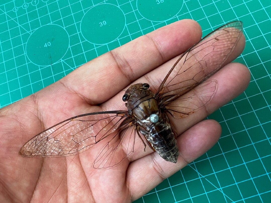 Real Cicada Beetle Insect Taxidermy Insect Bug Entomology Cicadas ...