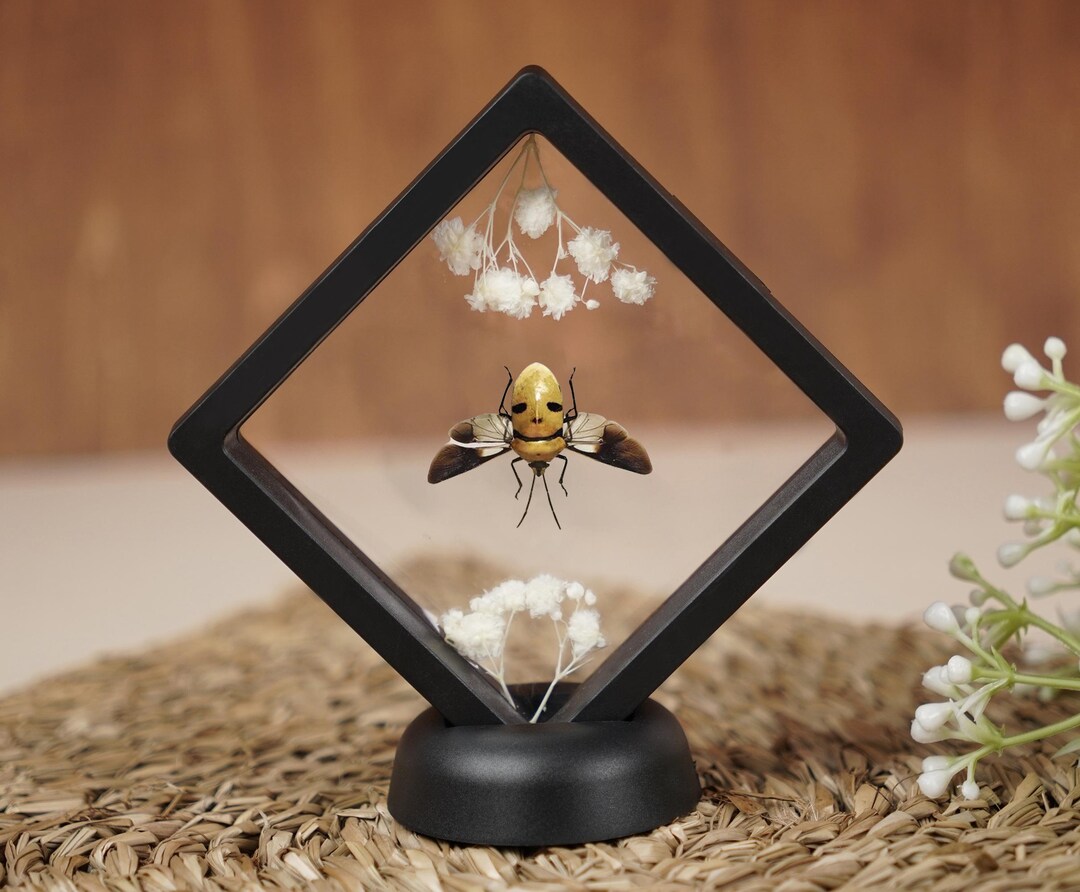 Man Faced Stink Bug, Deaths Head Bug Floating Frame, Dried Bug Insect ...