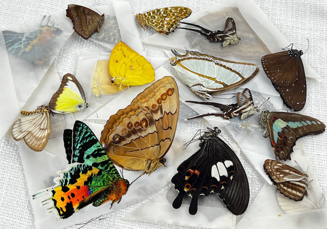 10 Real Butterflies Assorted Folded Butterfly Dried Specimen Pinned ...