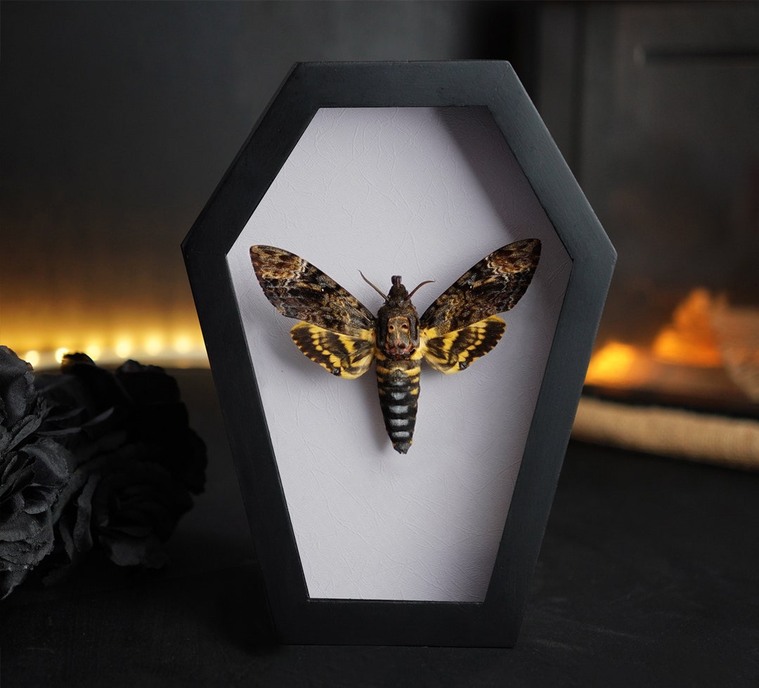 Real Death Head Moth Acherontia Coffin Frame, Black Gothic Hanging ...