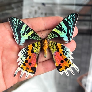 Real Framed Butterfly Sunset Moth Urania Ripheus Dried Insect Frame ...