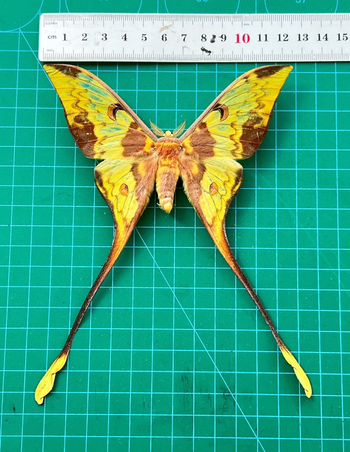 Real Actias Comet Moth Moon Moth Taxidermy Open Wings Insect Entomology ...