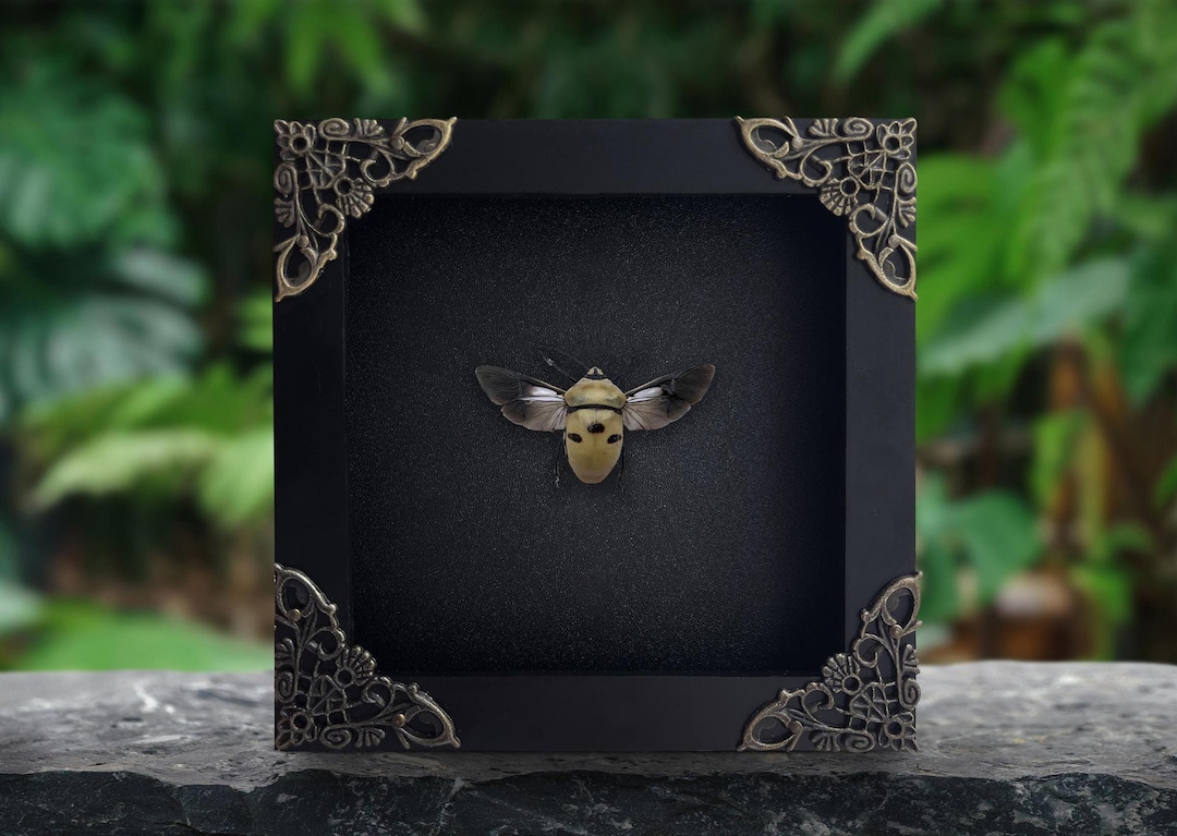 Real Framed Man Faced Stink Bug, Deaths Head Bug Insect Frame Taxidermy ...