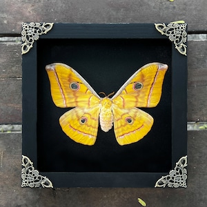 Real Framed Silk Moth Shadow Box Dried Butterfly Insect Frame Taxidermy ...
