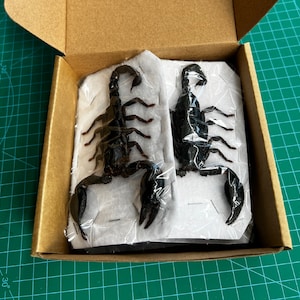 6 Real Giant Scorpion Mounted Dried Beetle Dead Insect Bug Entomology ...