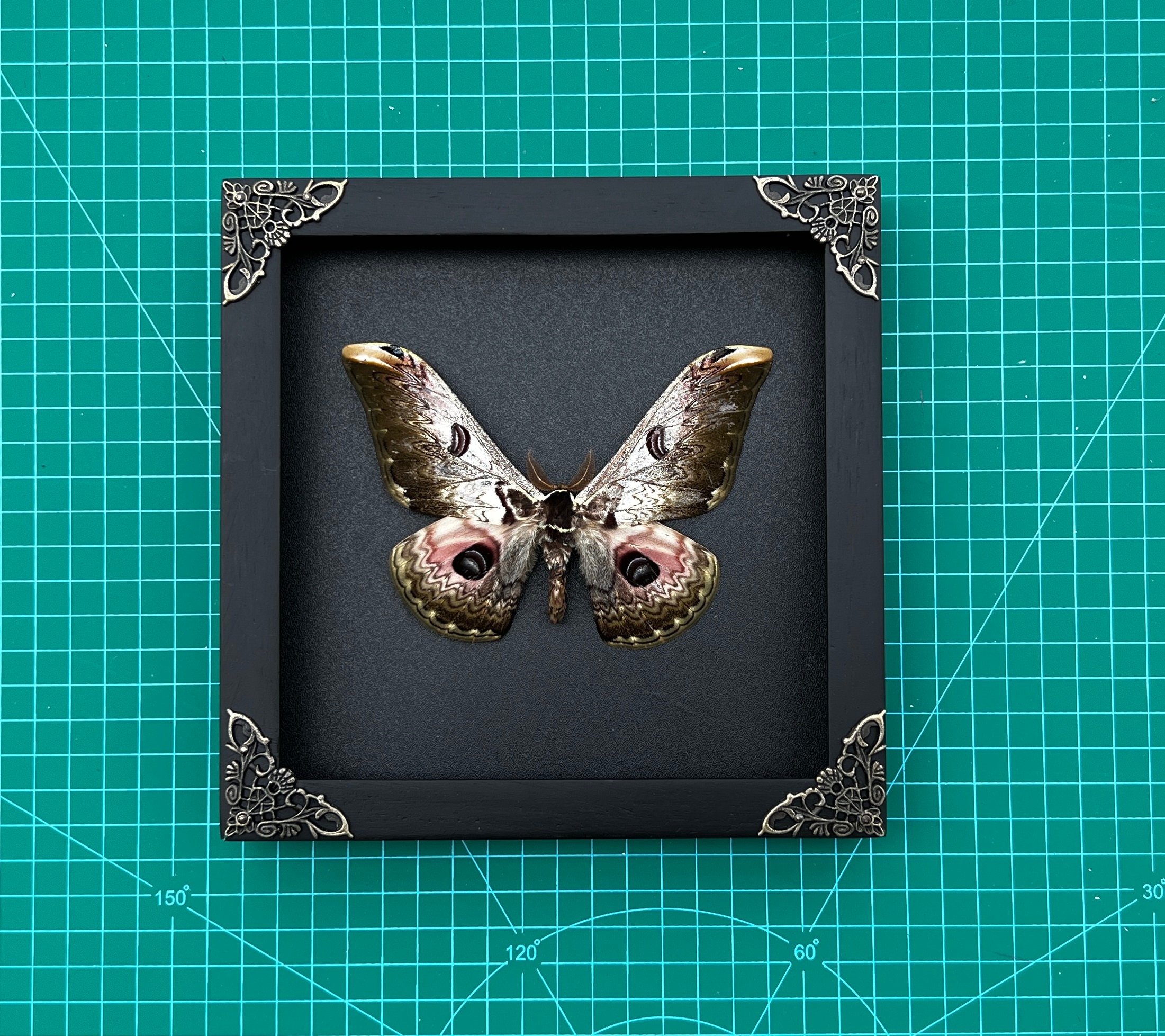 Real Framed Butterfly Handmade Shadow Box Insect Frame Taxidermy ...