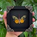 Real Framed Butterfly Sunset Moth Urania Ripheus Dried Insect Frame ...