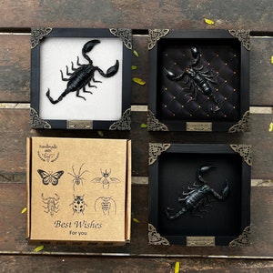 Real Framed Scorpion Shadow Box Insect Frame Taxidermy Taxadermy Black ...