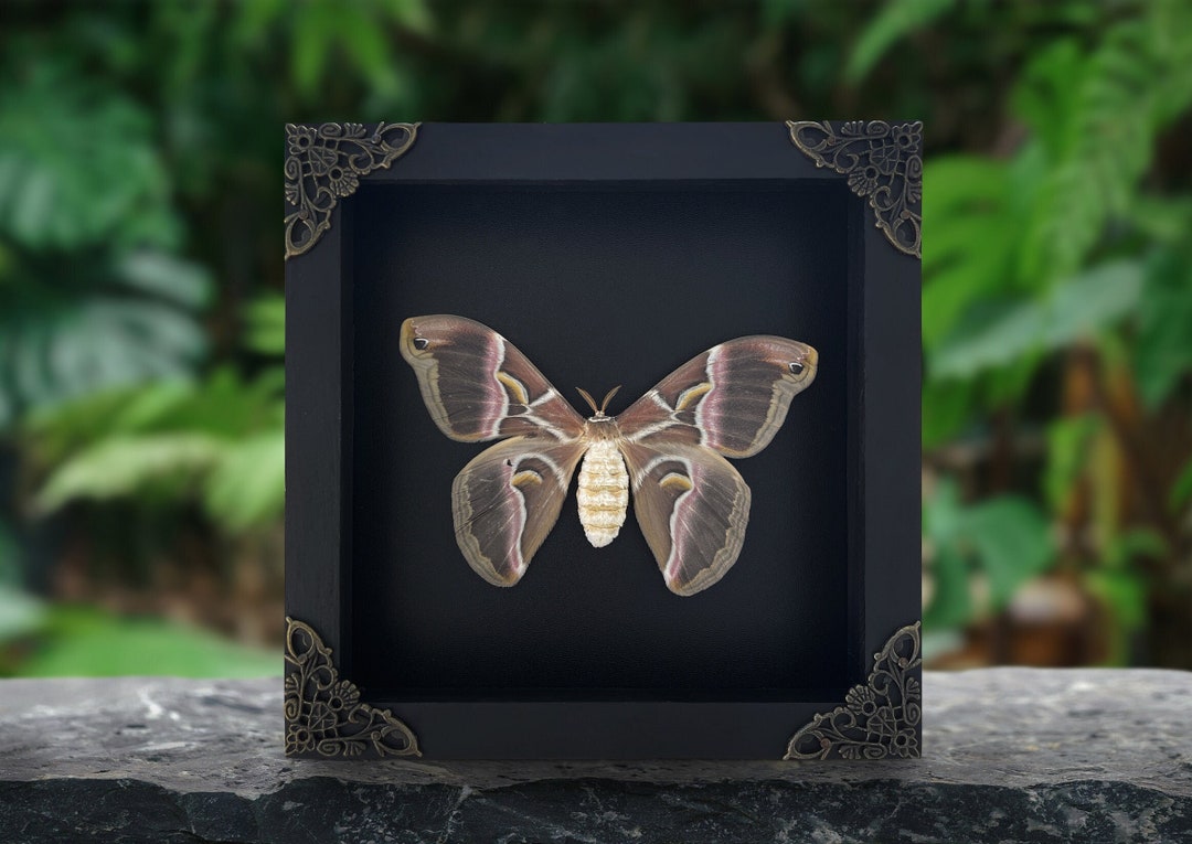 Real Framed Eri Silkmoth Shadow Box Dried Taxidermy Butterfly Insect ...
