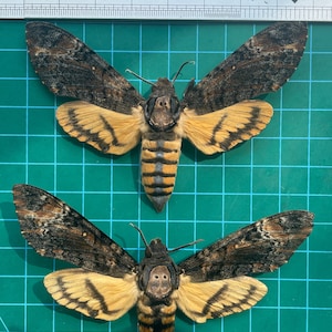 2 Real Death Head Moth Acherontia Spread Mounted Skull Moth Silence ...