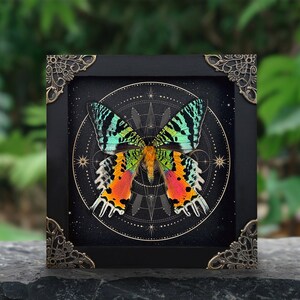 Real Framed Butterfly Sunset Moth Urania Ripheus Dried Insect Frame ...