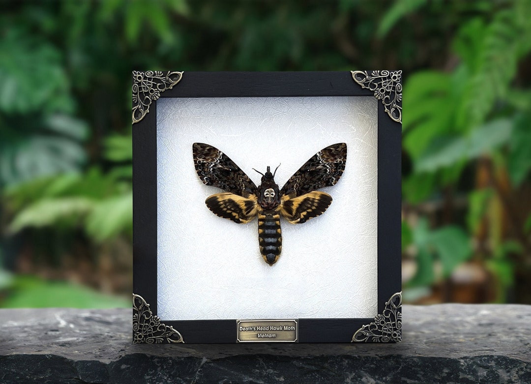 Real Framed Death's Head Moth Acherontia Frame Dried Butterfly Skull ...
