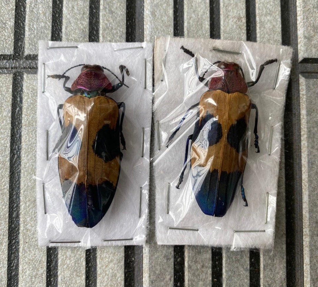 Real Chrysochroa Buqueti Beetle Taxadermy Pinned Dried Insect Specimens Taxidermy Collection ...