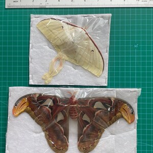 Pack 2 Real Luna Moth, Atlas Moth Taxidermy Open Wings Insect ...
