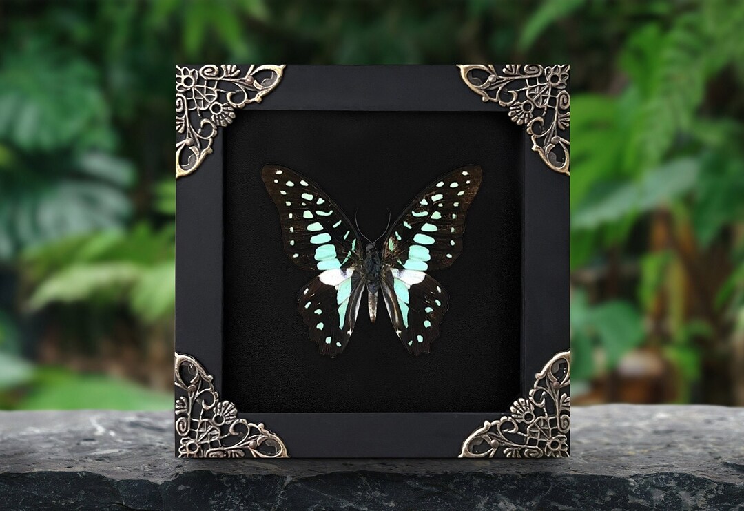 Real Framed Butterfly Dried Insect 3D Frame Floating Shadow Box Bug ...