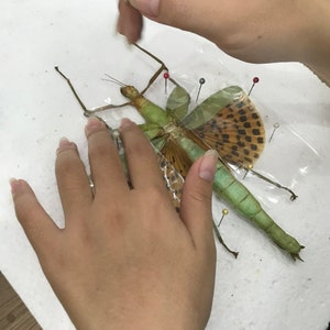 Real Framed Giant Walking Stick Insect 3D Clear Shadow Box Preserved ...