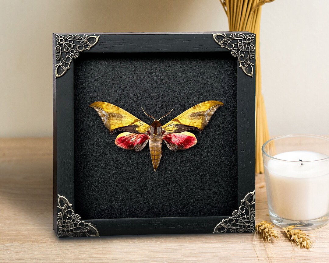 Real Framed Butterfly Moth Hawkmoth Bug Insect Frame Taxidermy ...