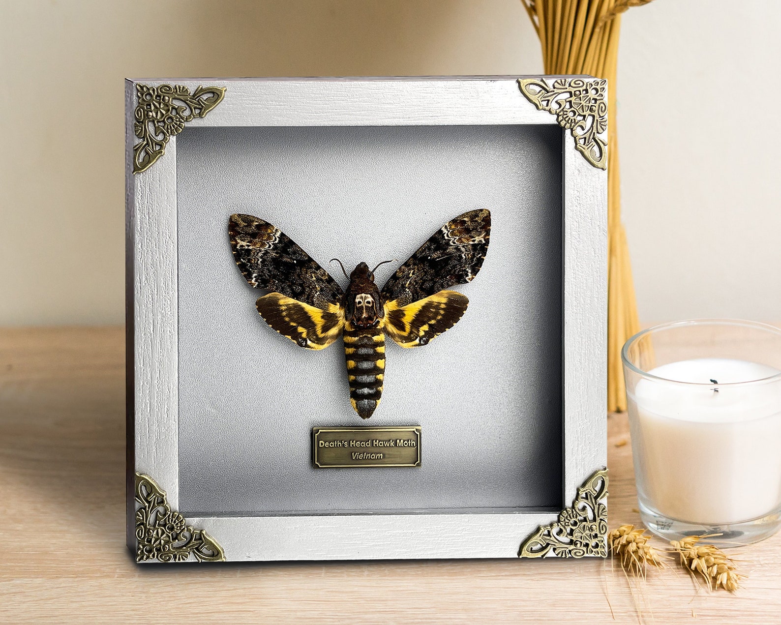 Real Framed Death Head Moth Acherontia Frame Dried Butterfly - Etsy