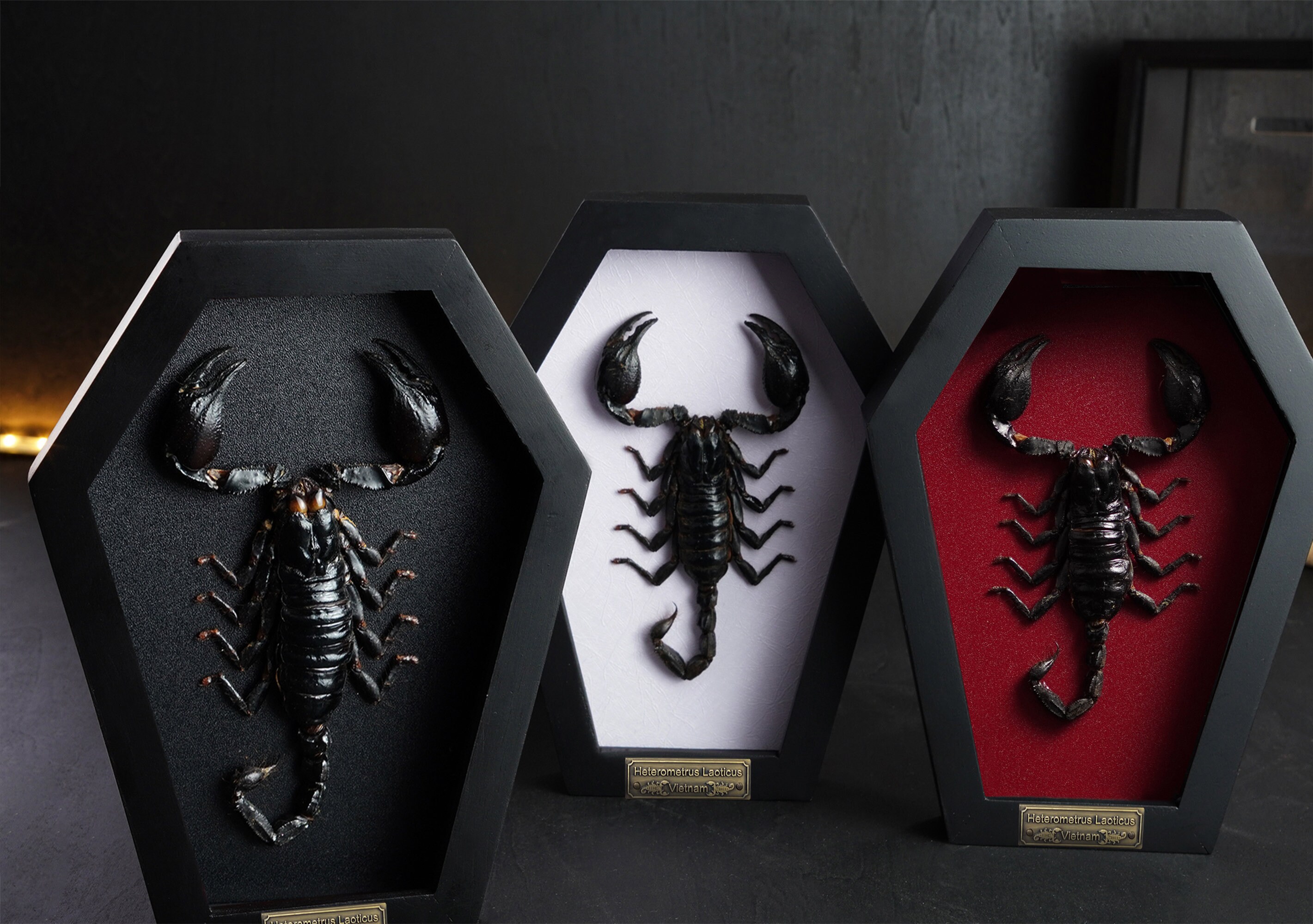 Black Scorpion Coffin Frame Shadow Box, Bug Frame Taxidermy Curiosities ...