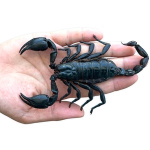 Scorpion in Shadow Box , Scorpion Dome Display Preserved Insect Frame ...