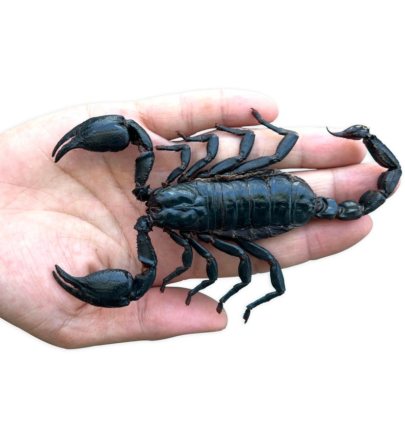 Real Scorpion Taxedermy Frame Shadow Box Gothic Artwork Table Top Decor ...