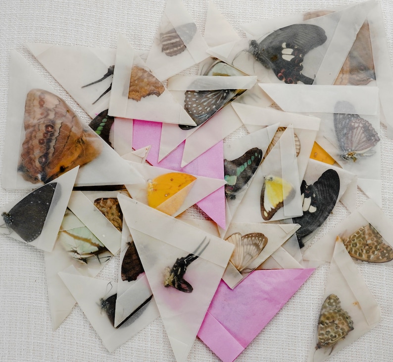 10 Real Butterflies Assorted Folded Butterfly Dried Specimen Pinned ...