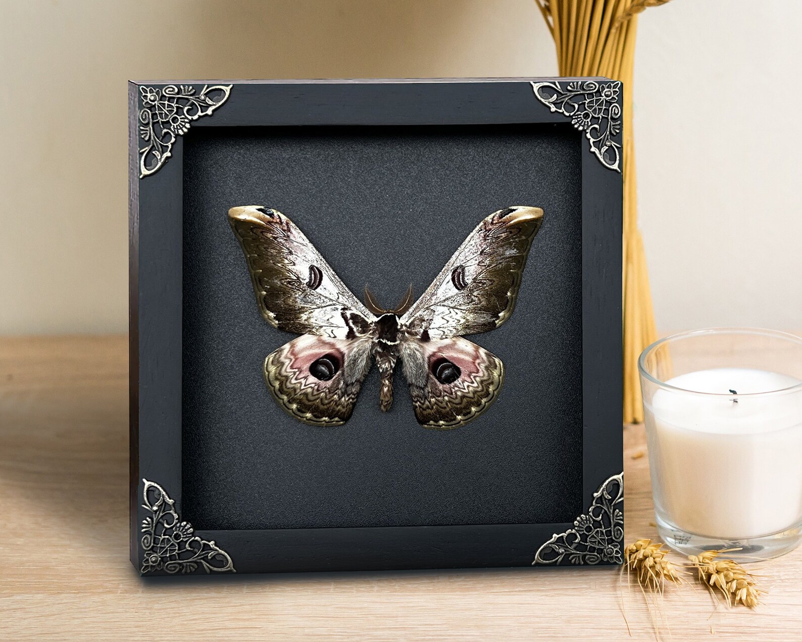 Real Framed Butterfly Handmade Shadow Box Insect Frame - Etsy