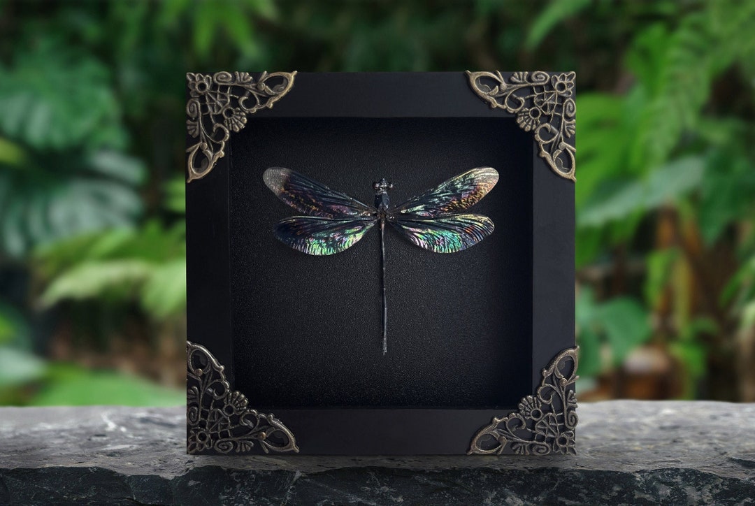 Real Framed Dragonfly Damselfly Shadow Box Insect Bug Taxidermy Frame Taxidermy Taxadermy Wall ...