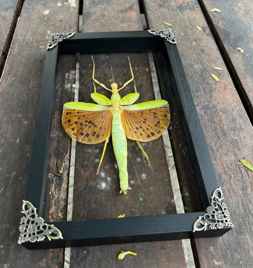 Real Framed Giant Walking Stick Insect 3D Clear Shadow Box Preserved ...