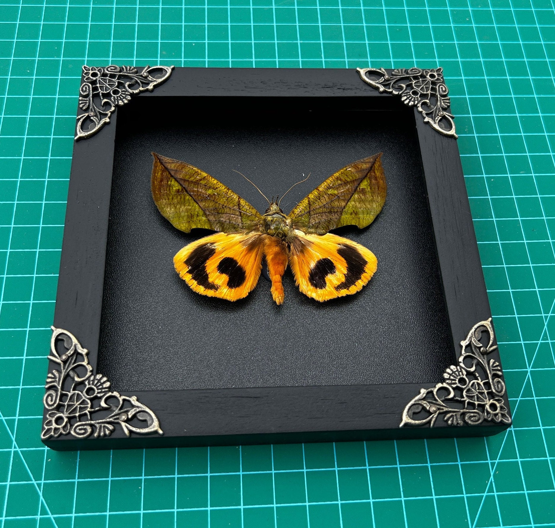Real Framed Butterfly Handmade Shadow Box Insect Frame - Etsy