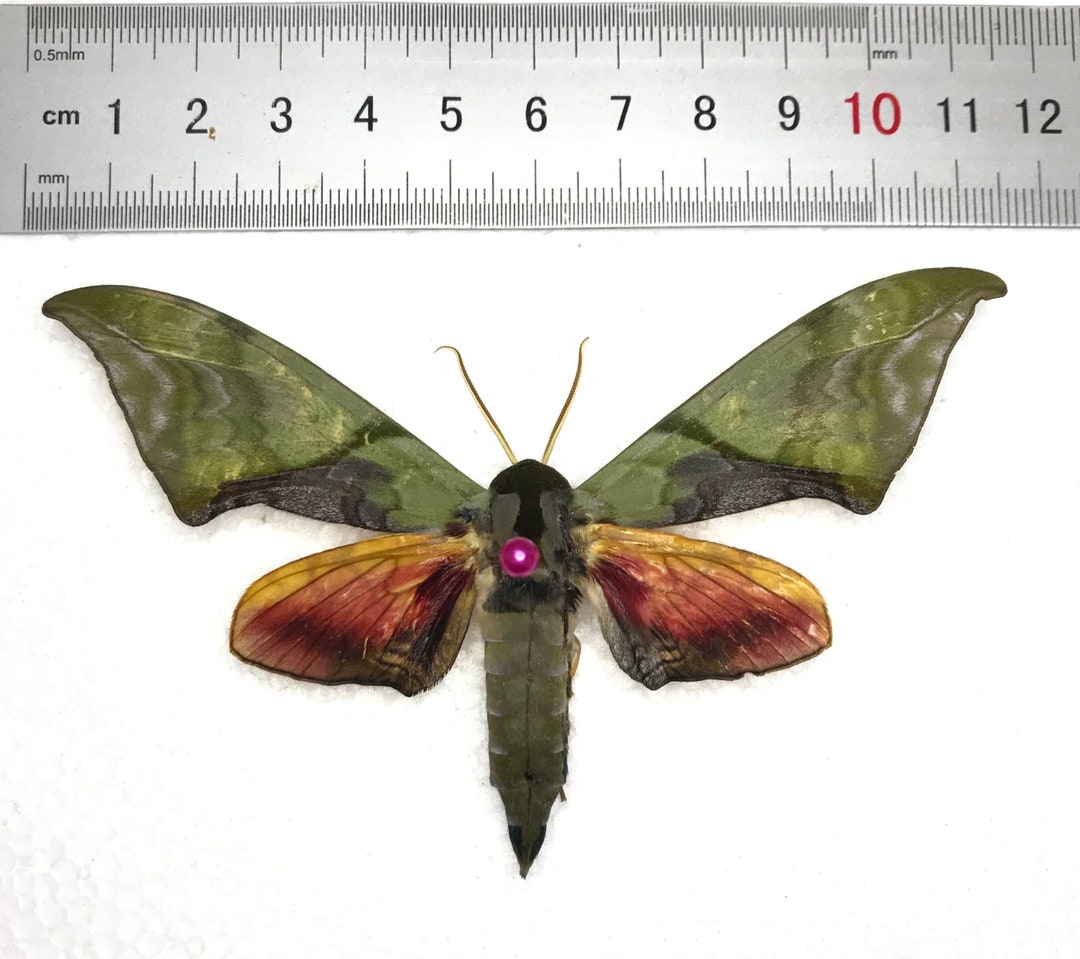 1 Mounted Adhemarius Dariensis Moth Taxidermy Spread Insect for Display ...